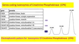Enzymology clinical significance of enzymes and isoenzymes | PDF