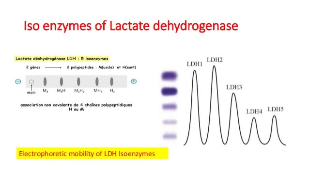 Enzymology clinical significance of enzymes and isoenzymes