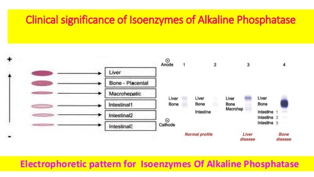 Enzymology clinical significance of enzymes and isoenzymes