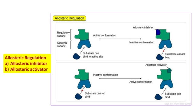 Enzymology enzyme inhibition &therapeutic uses | PDF