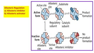 Enzymology enzyme inhibition &therapeutic uses | PDF