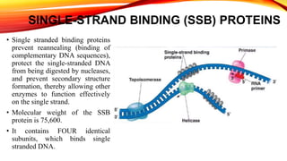 Chemistry and Enzymology of Replication | PDF