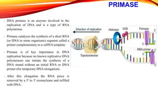 Chemistry and Enzymology of Replication | PDF
