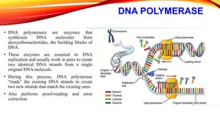 Chemistry and Enzymology of Replication | PDF