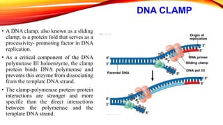 Chemistry and Enzymology of Replication | PDF