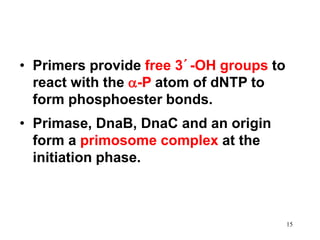 Enzymology of Replication 2.pptvhhvhfhfhf | PPT