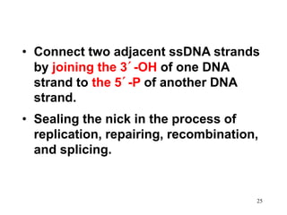 Enzymology of Replication 2.pptvhhvhfhfhf | PPT