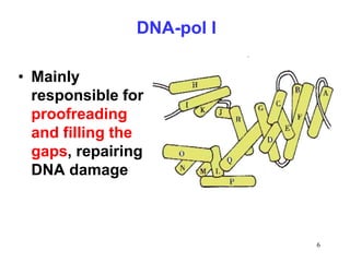 Enzymology of Replication 2.pptvhhvhfhfhf | PPT
