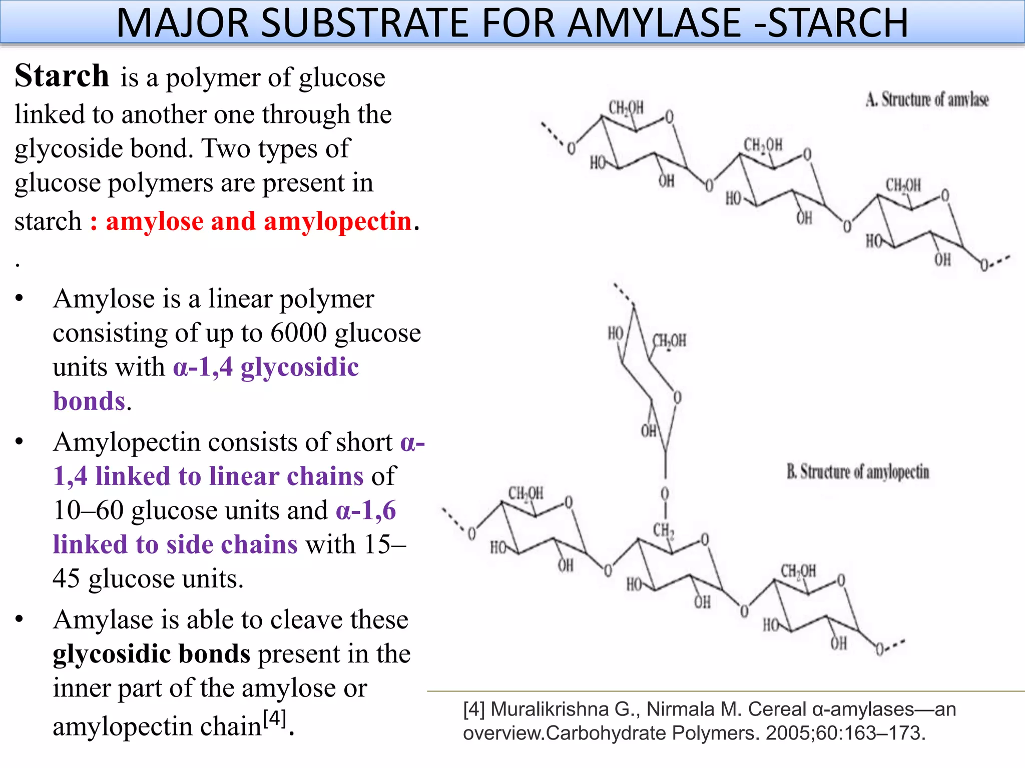 Presentation on Amylase enzyme | PPT