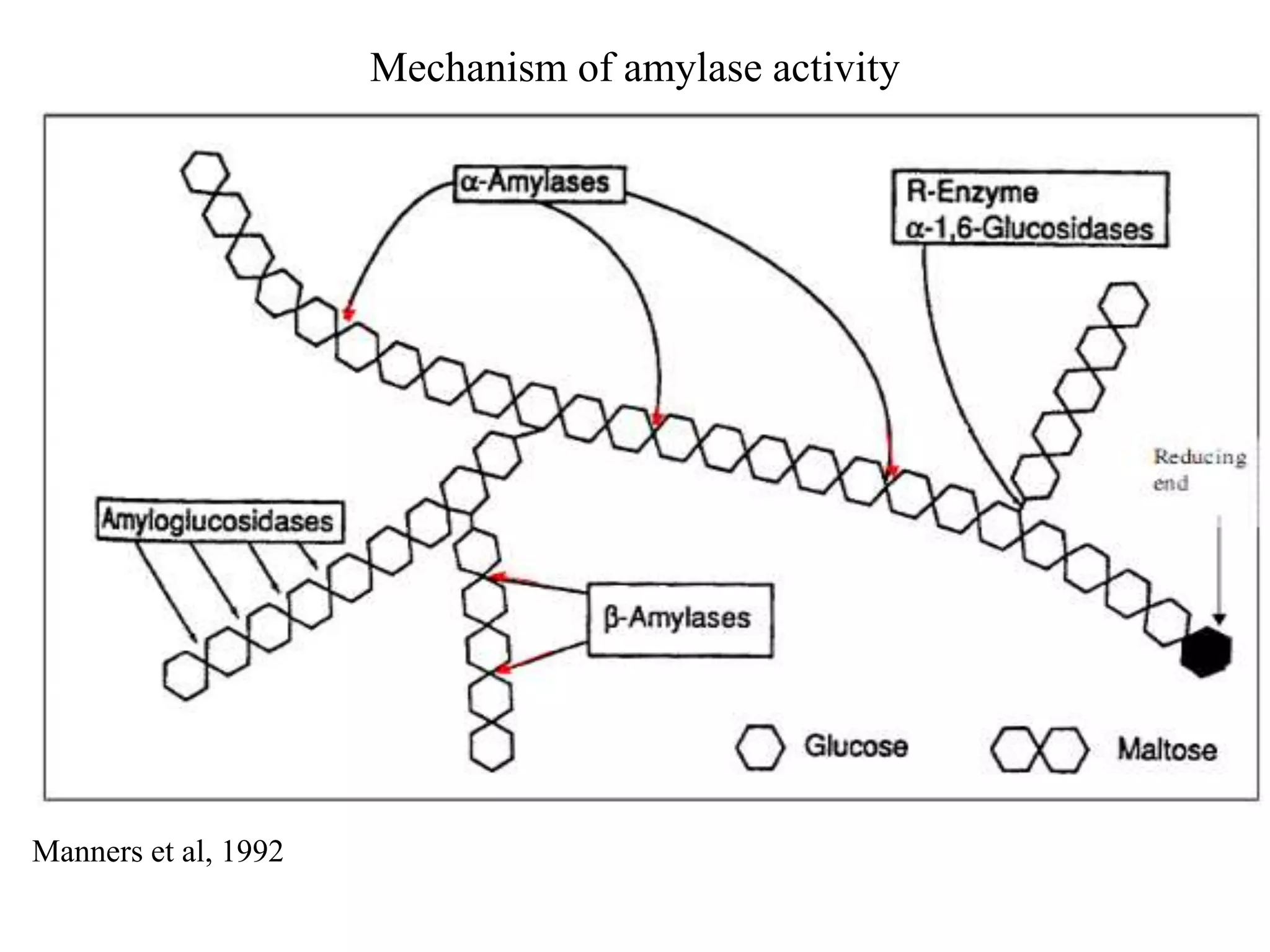 Presentation on Amylase enzyme | PPTX