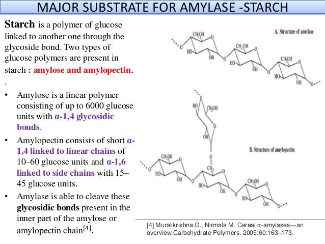 Presentation on Amylase enzyme