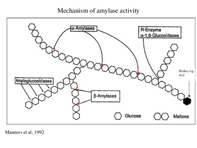 Presentation on Amylase enzyme