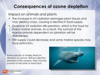 Effects Of Ozone Layer Depletion On Animals