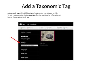 EOL Flickr Tutorial | PPT
