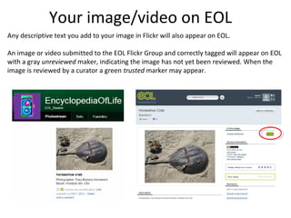 EOL Flickr Tutorial | PPT