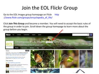 EOL Flickr Tutorial | PPT