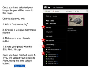 EOL Flickr Tutorial | PPT