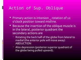 EXTRA OCULAR MUSCLES | PPT