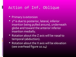 EXTRA OCULAR MUSCLES | PPT