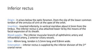 ExtraOcularMuscles | PPT