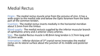 ExtraOcularMuscles | PPT