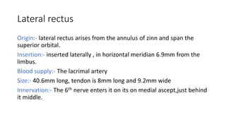 ExtraOcularMuscles | PPTX