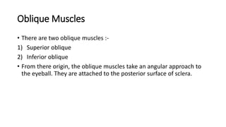 ExtraOcularMuscles | PPTX