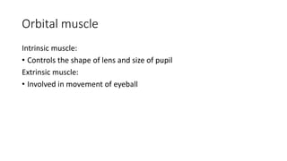 ExtraOcularMuscles | PPTX