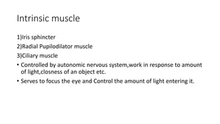 ExtraOcularMuscles | PPTX