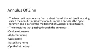 ExtraOcularMuscles | PPT