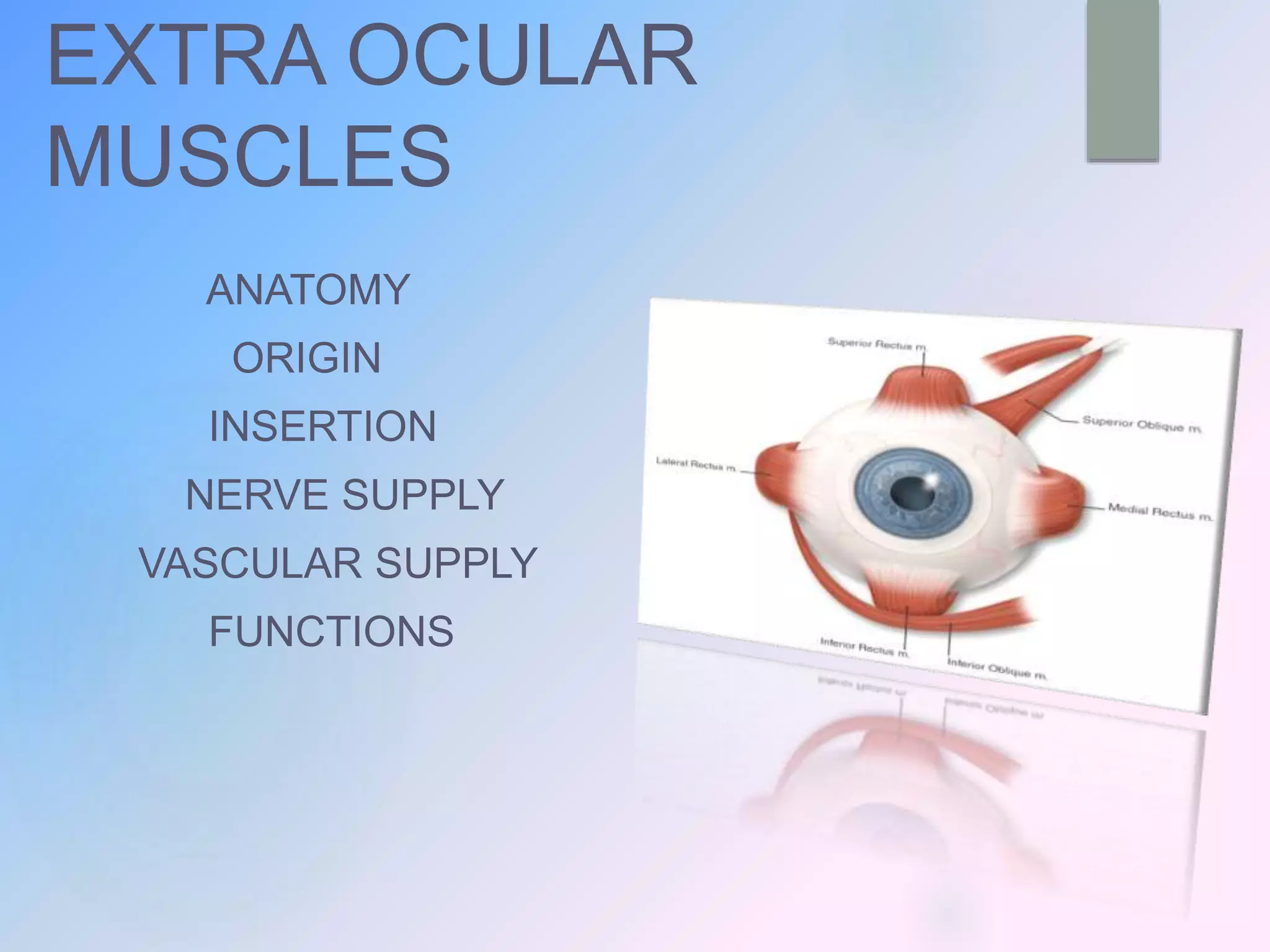Extraocular Muscles: Anatomy | PPTX