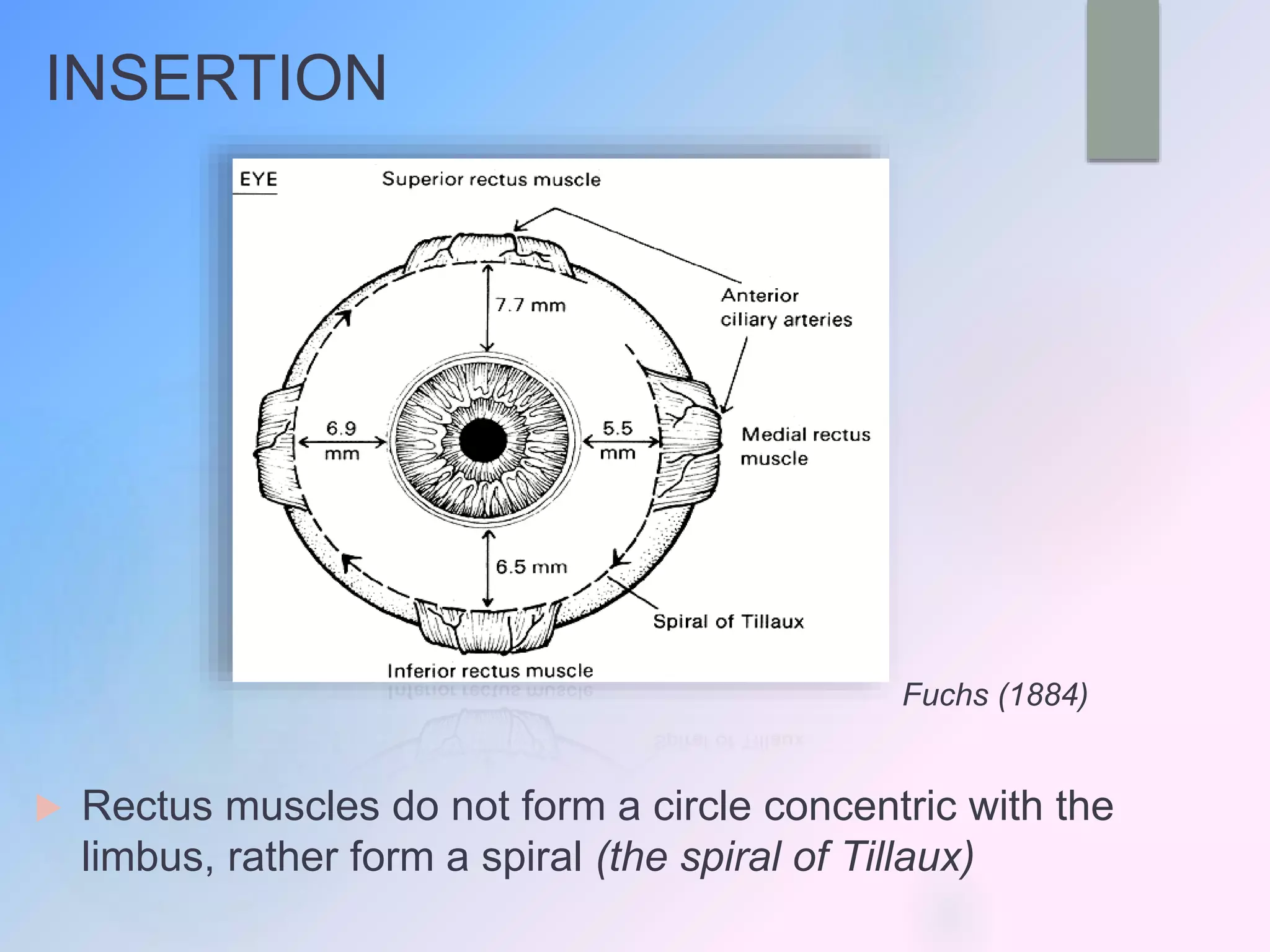 Extraocular Muscles: Anatomy | PPTX