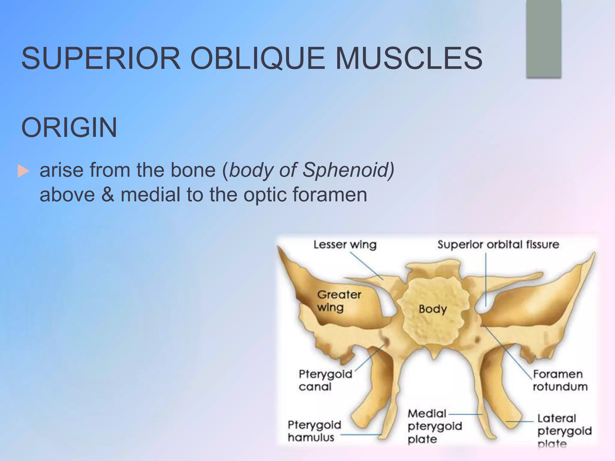 Extraocular Muscles: Anatomy | PPTX