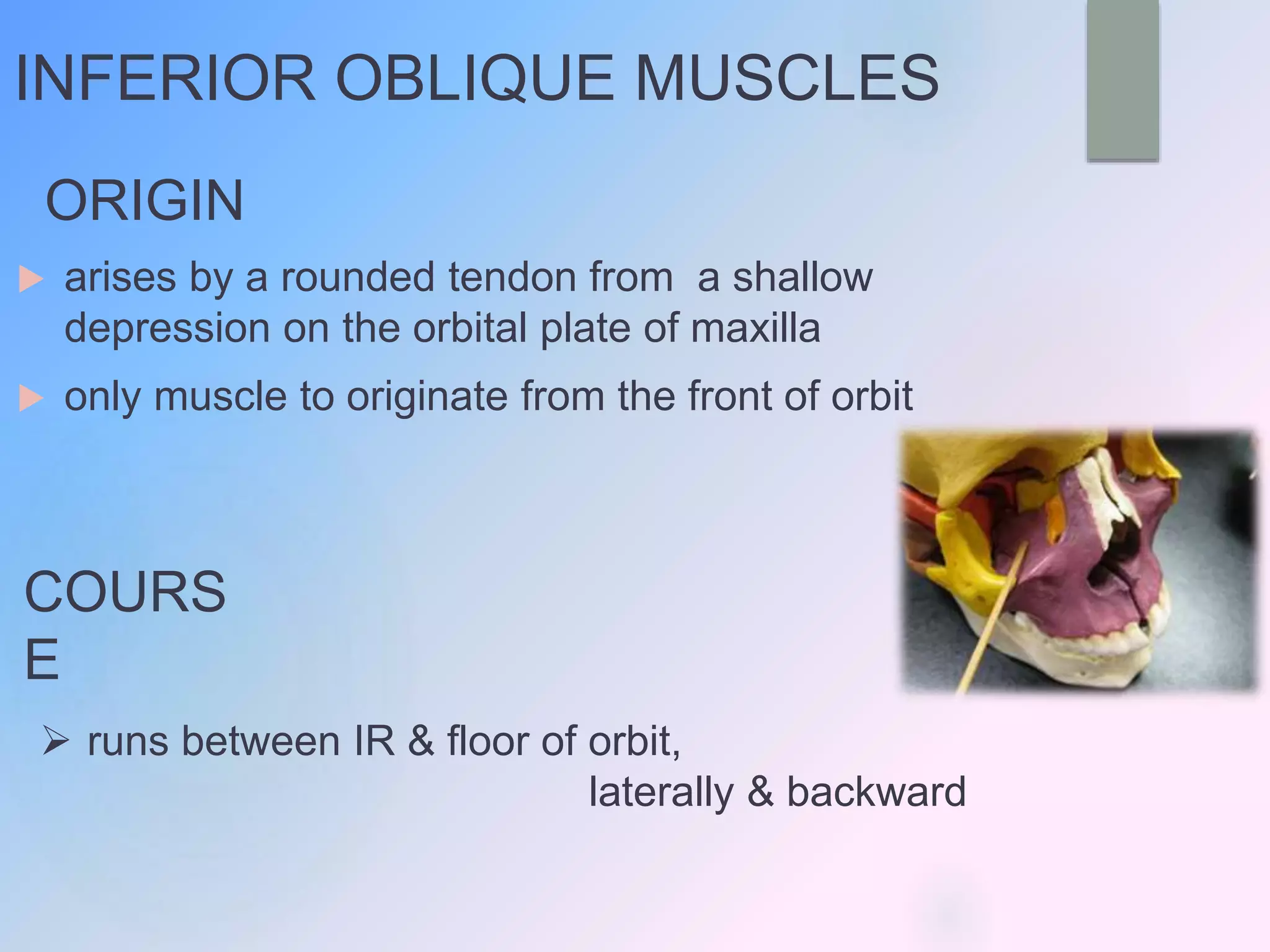 Extraocular Muscles: Anatomy | PPTX