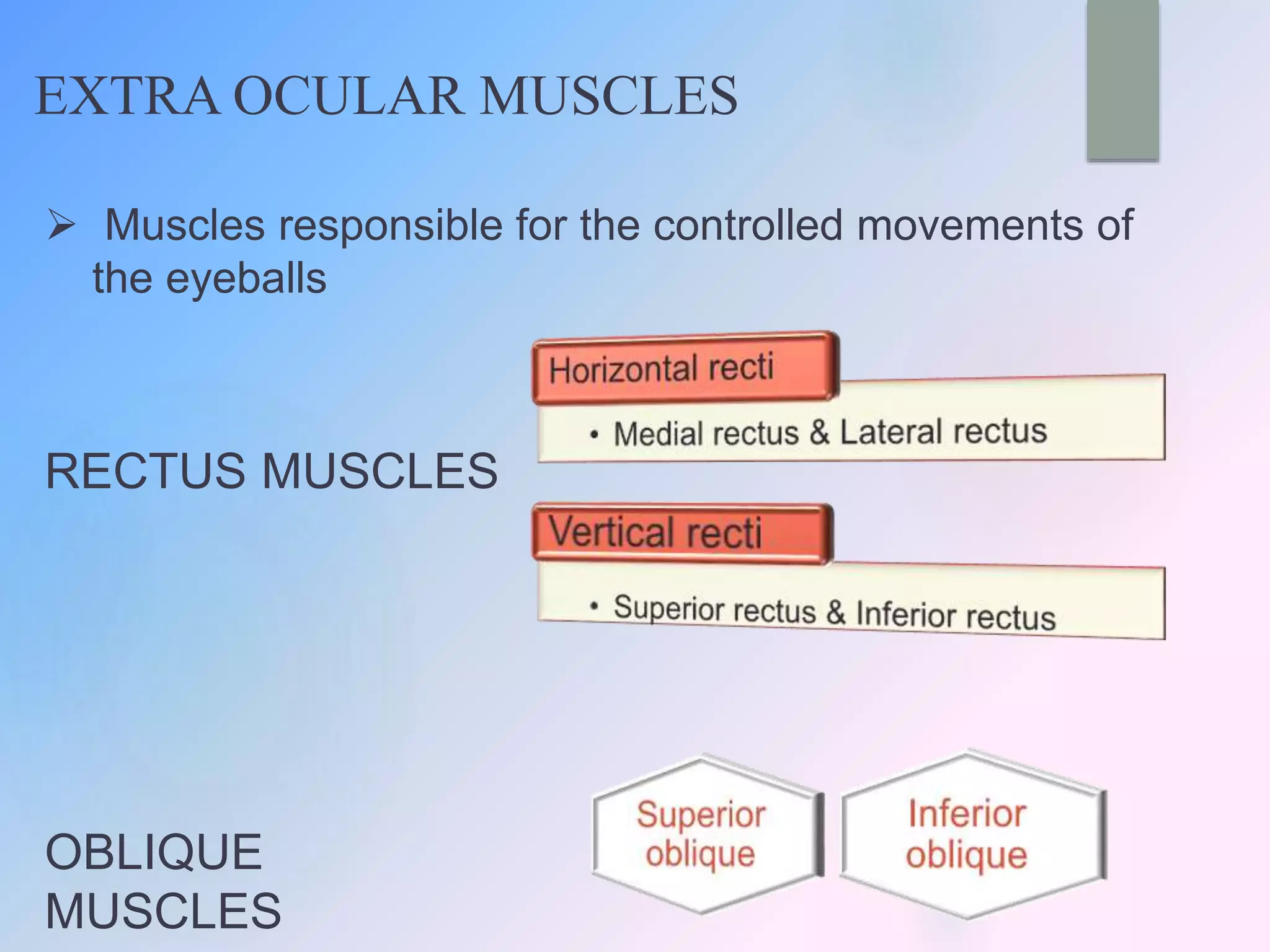 Extraocular Muscles: Anatomy | PPTX