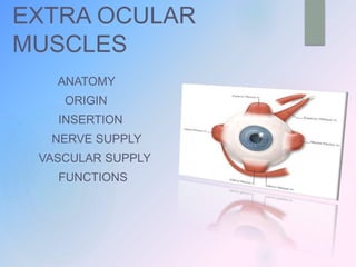 Extraocular Muscles: Anatomy | PPT