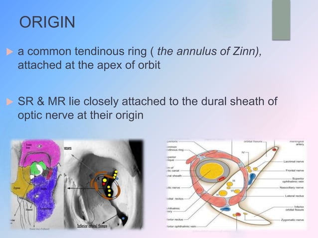 Extraocular Muscles: Anatomy | PPTX