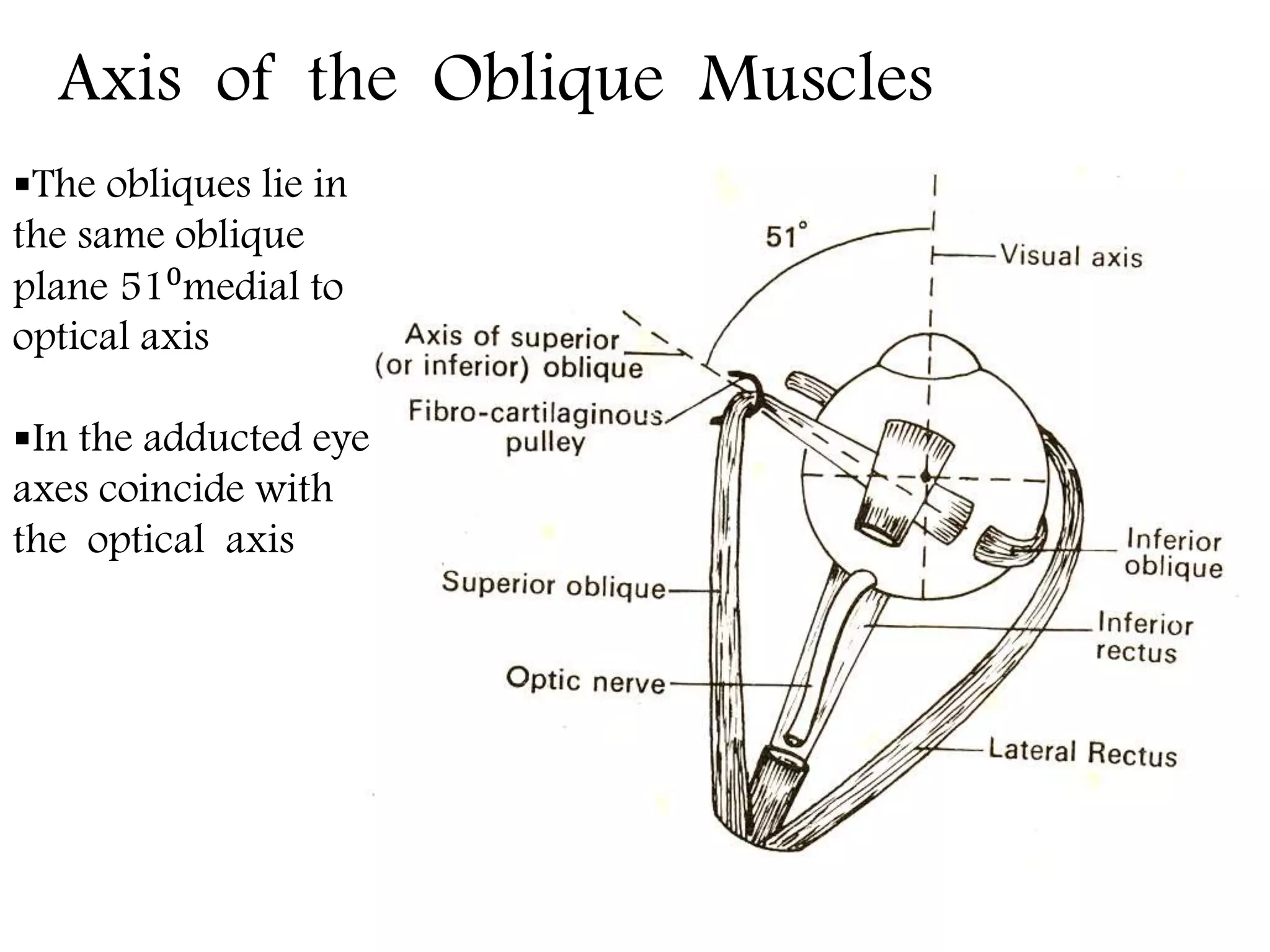 Extra ocular muscles ppt | PPTX