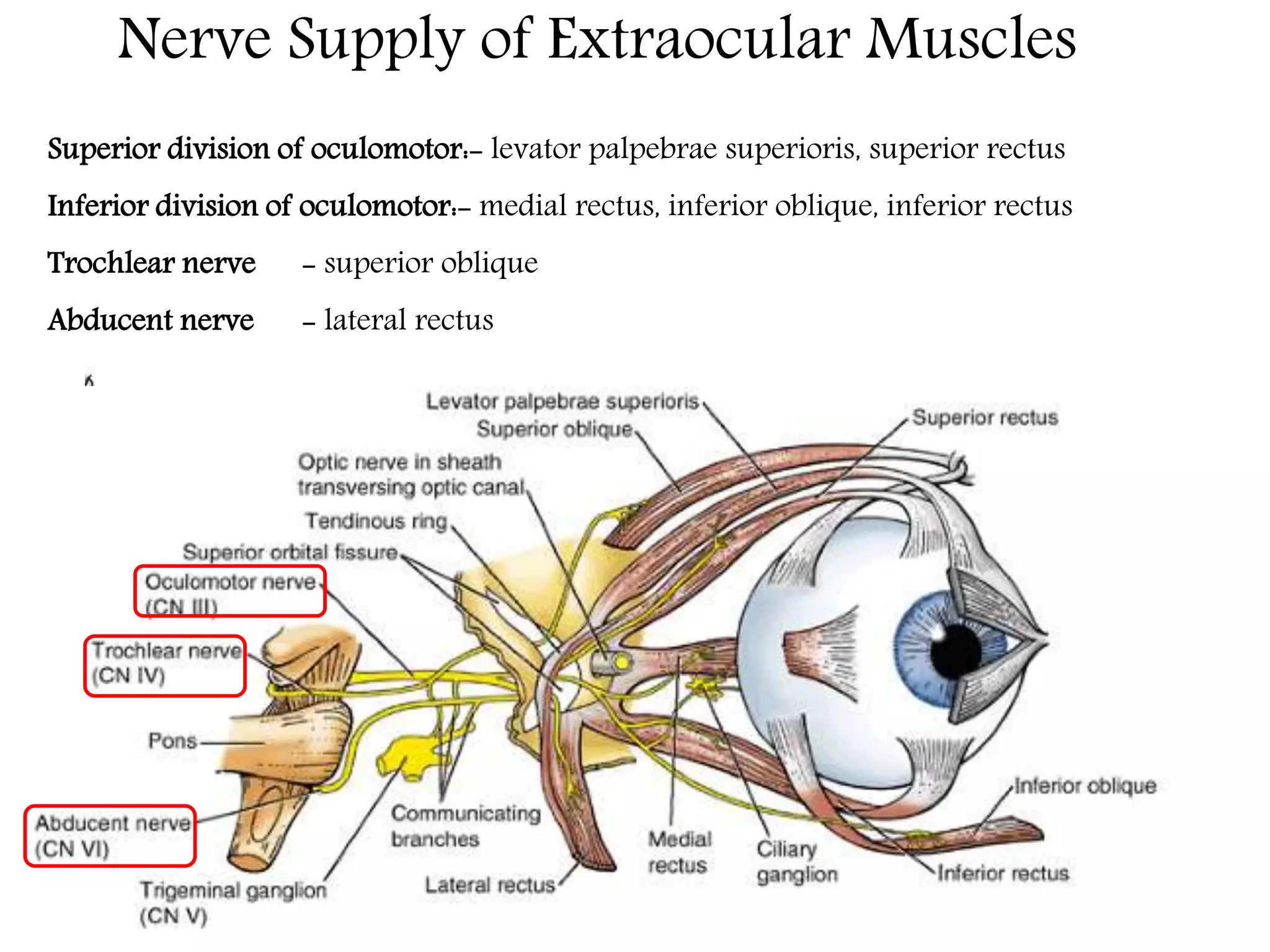 Extra ocular muscles ppt | PPTX