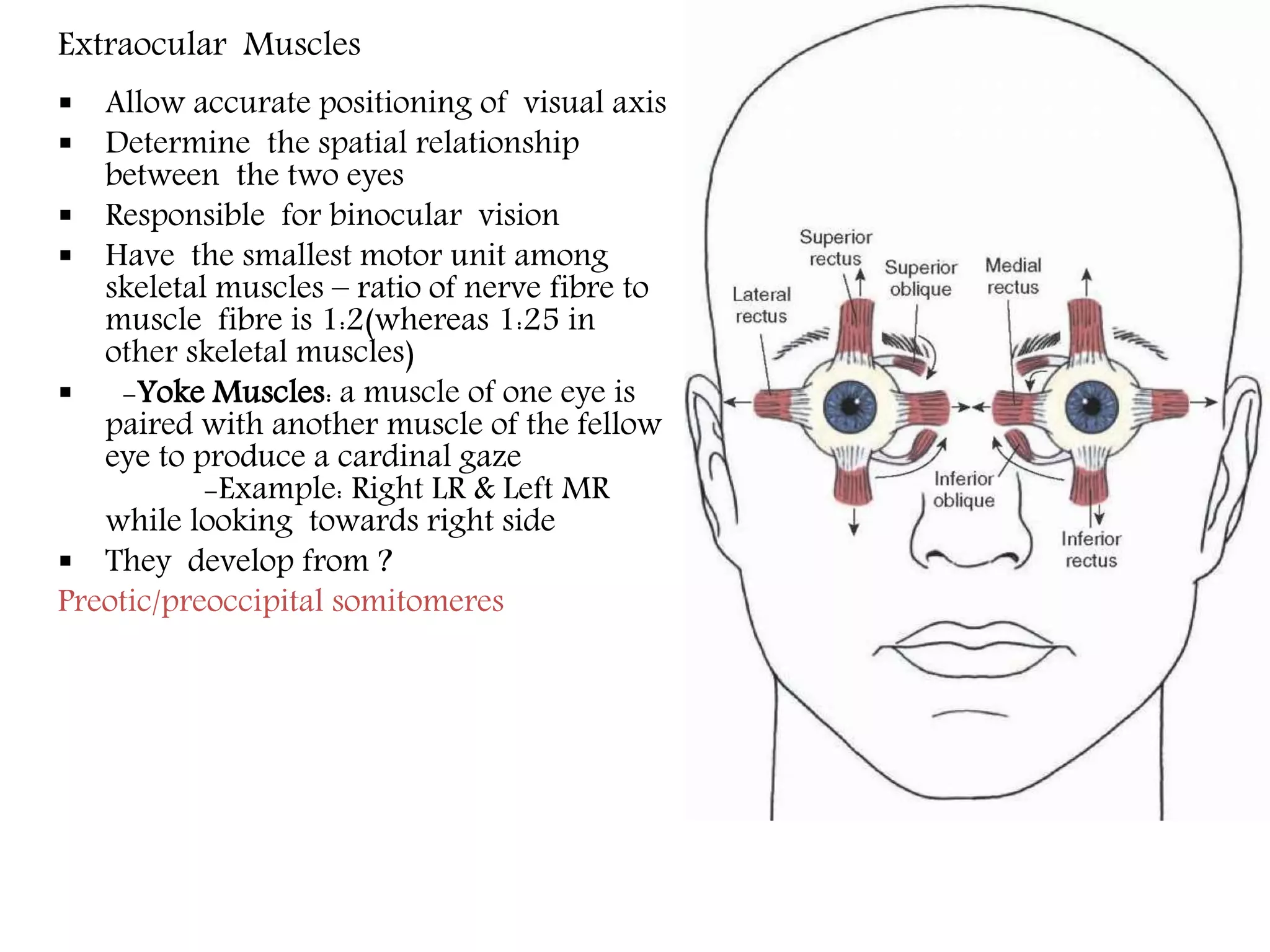 Extra ocular muscles ppt | PPTX