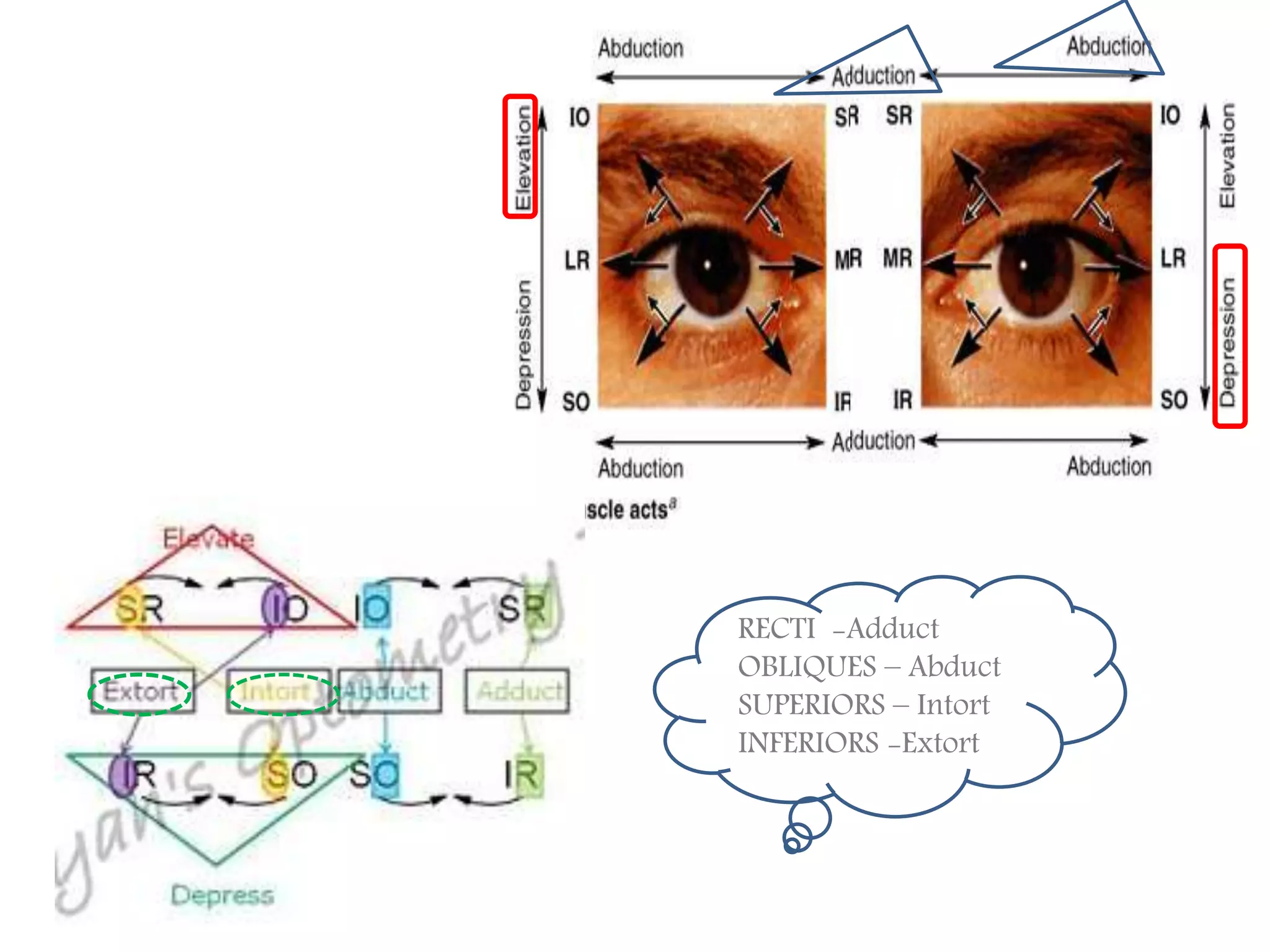 Extra ocular muscles ppt | PPTX