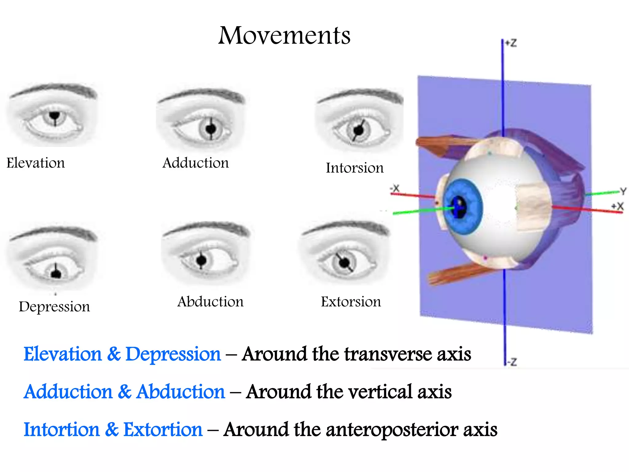 Extra ocular muscles ppt | PPTX