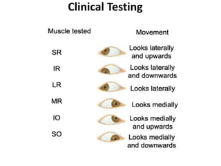 Extraocular Eye Movement Test