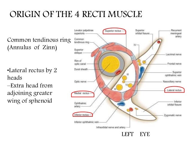 Extra ocular muscles ppt