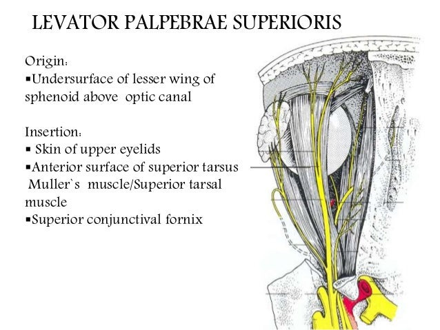 Levator Palpebrae Superioris Origin And Insertion