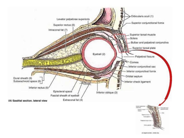 Extra ocular muscles ppt