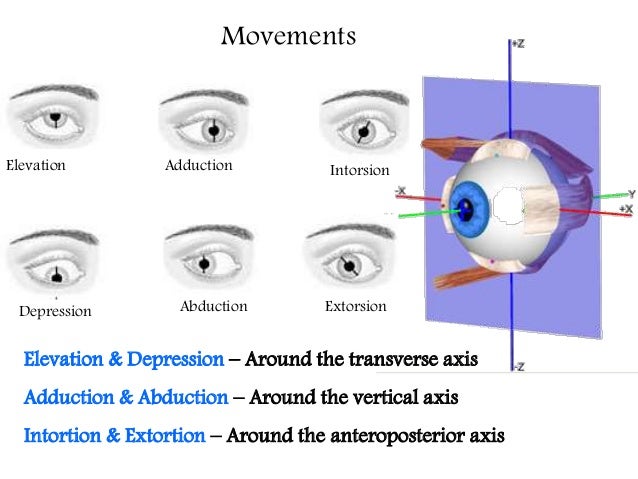 Extra ocular muscles ppt