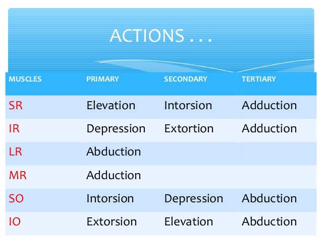 Intorsion Of Eye The Visual System