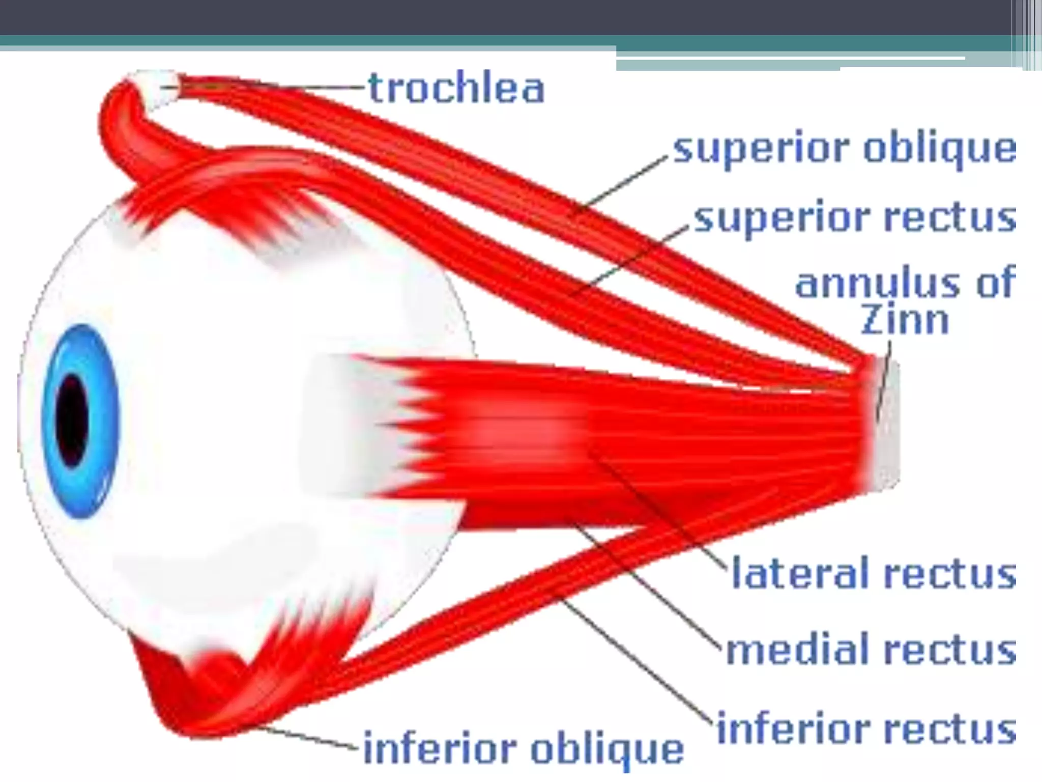 EXTRA OCULAR MUSCLES ANATOMY | PPTX