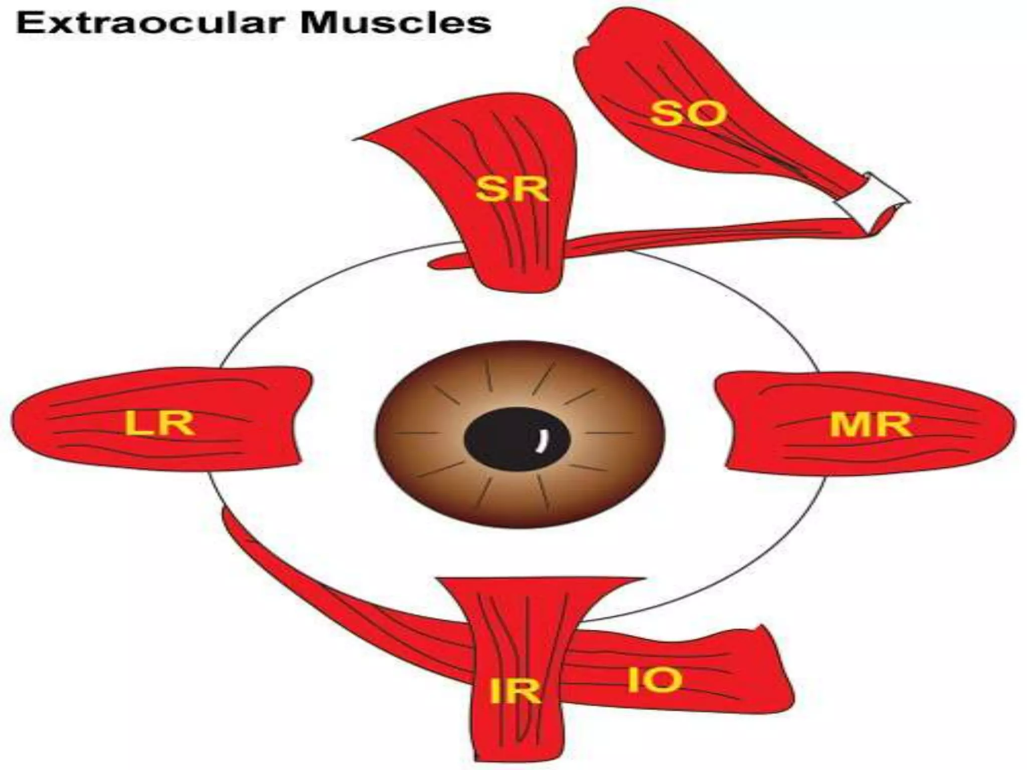EXTRA OCULAR MUSCLES ANATOMY | PPTX